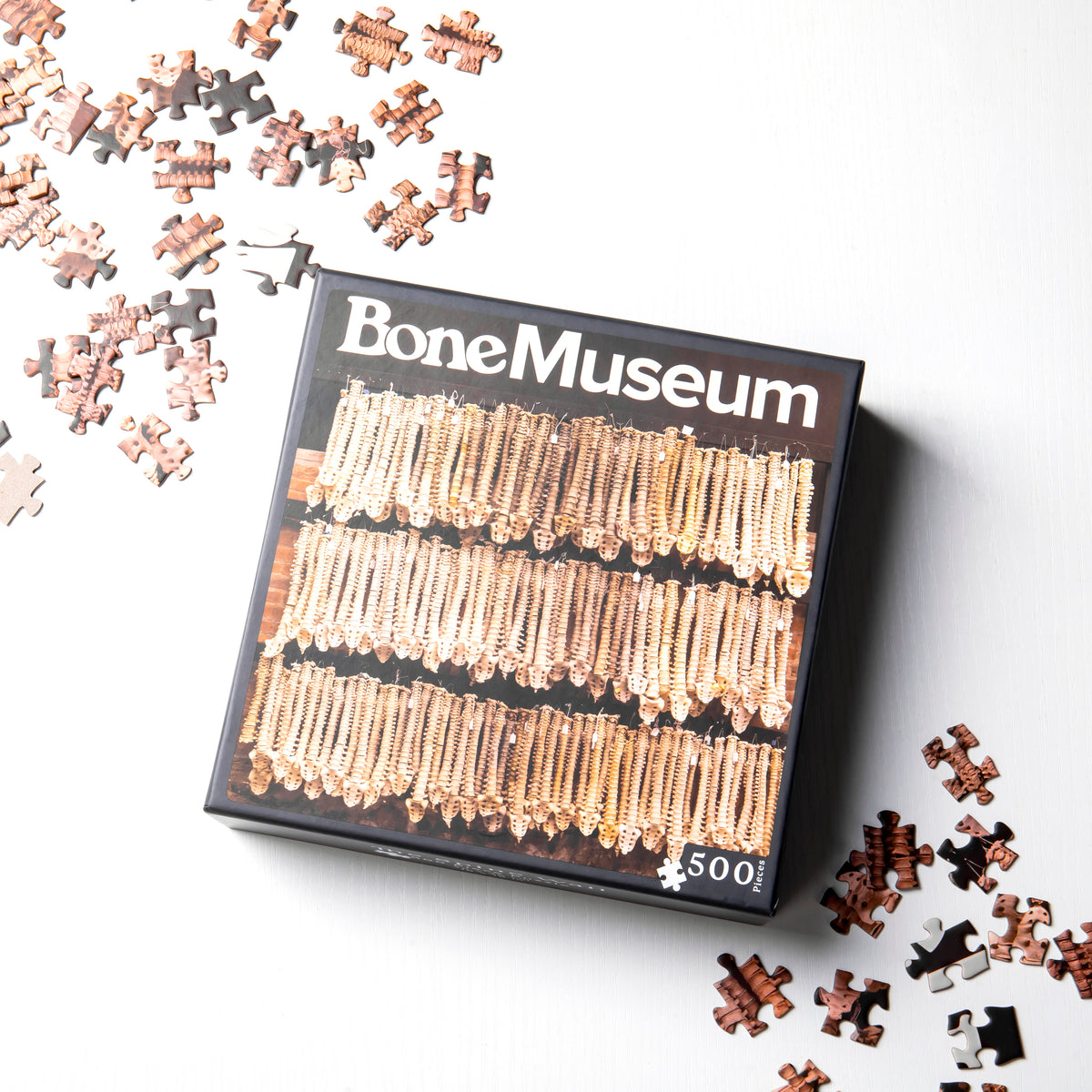 Spine Wall Puzzle – The Bone Museum